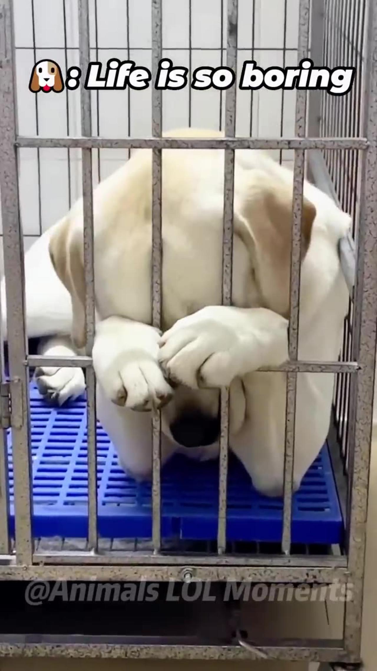 funny animal - One News Page VIDEO