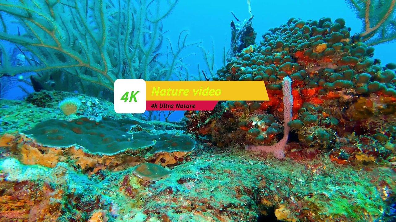 4k under Water Videos HD - One News Page VIDEO