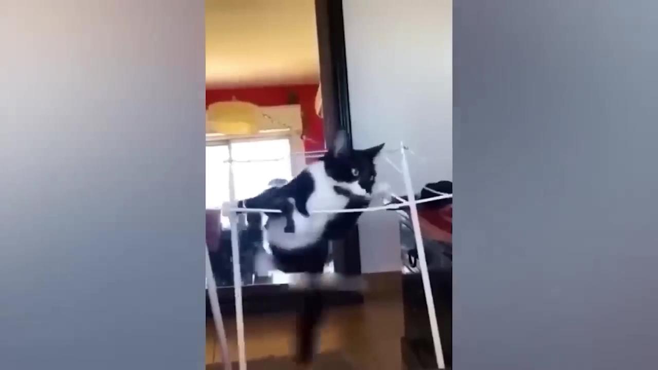 Funniest Animals Video - Best Cats and Dogs - One News Page VIDEO