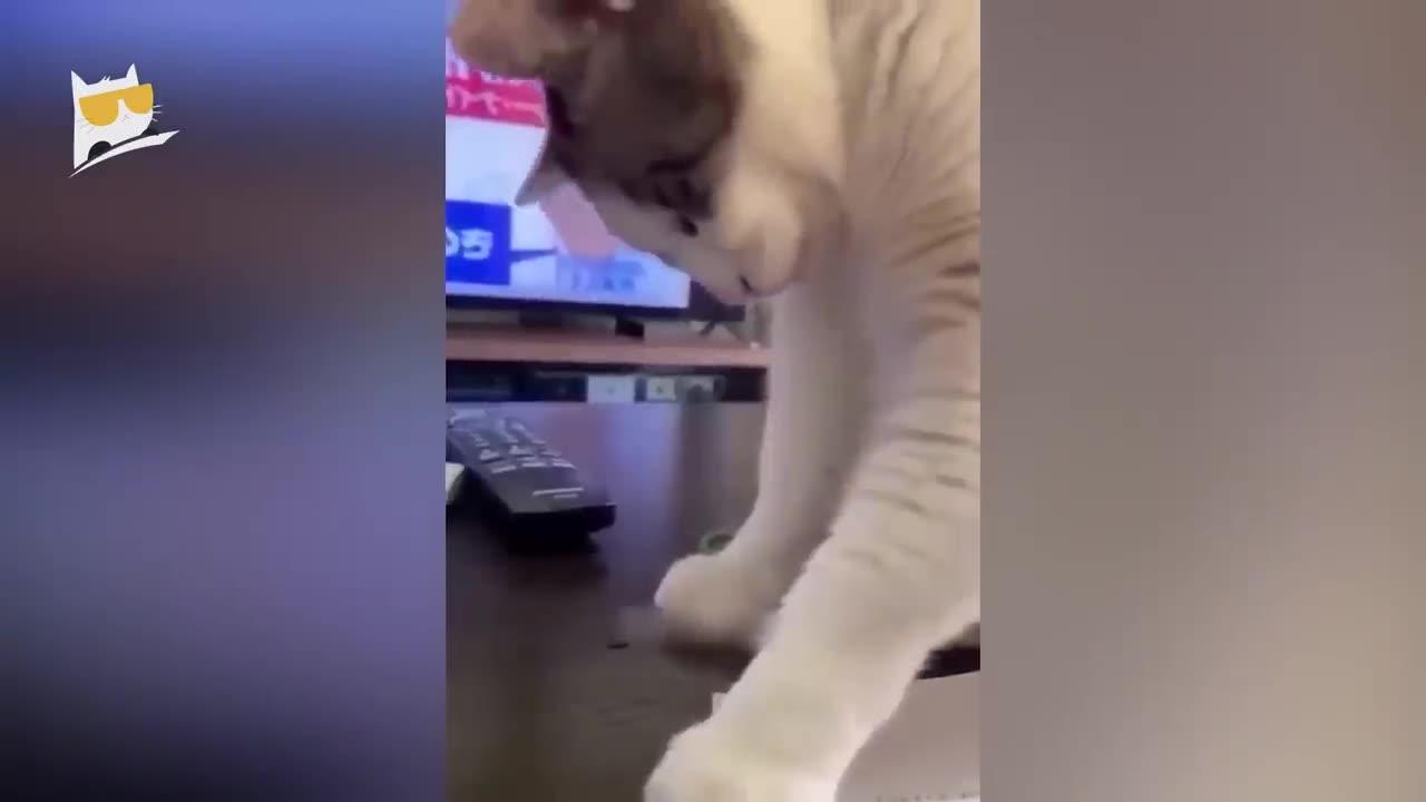 1 Hour of Funniest Animals 2023 - Funniest Cats - One News Page VIDEO