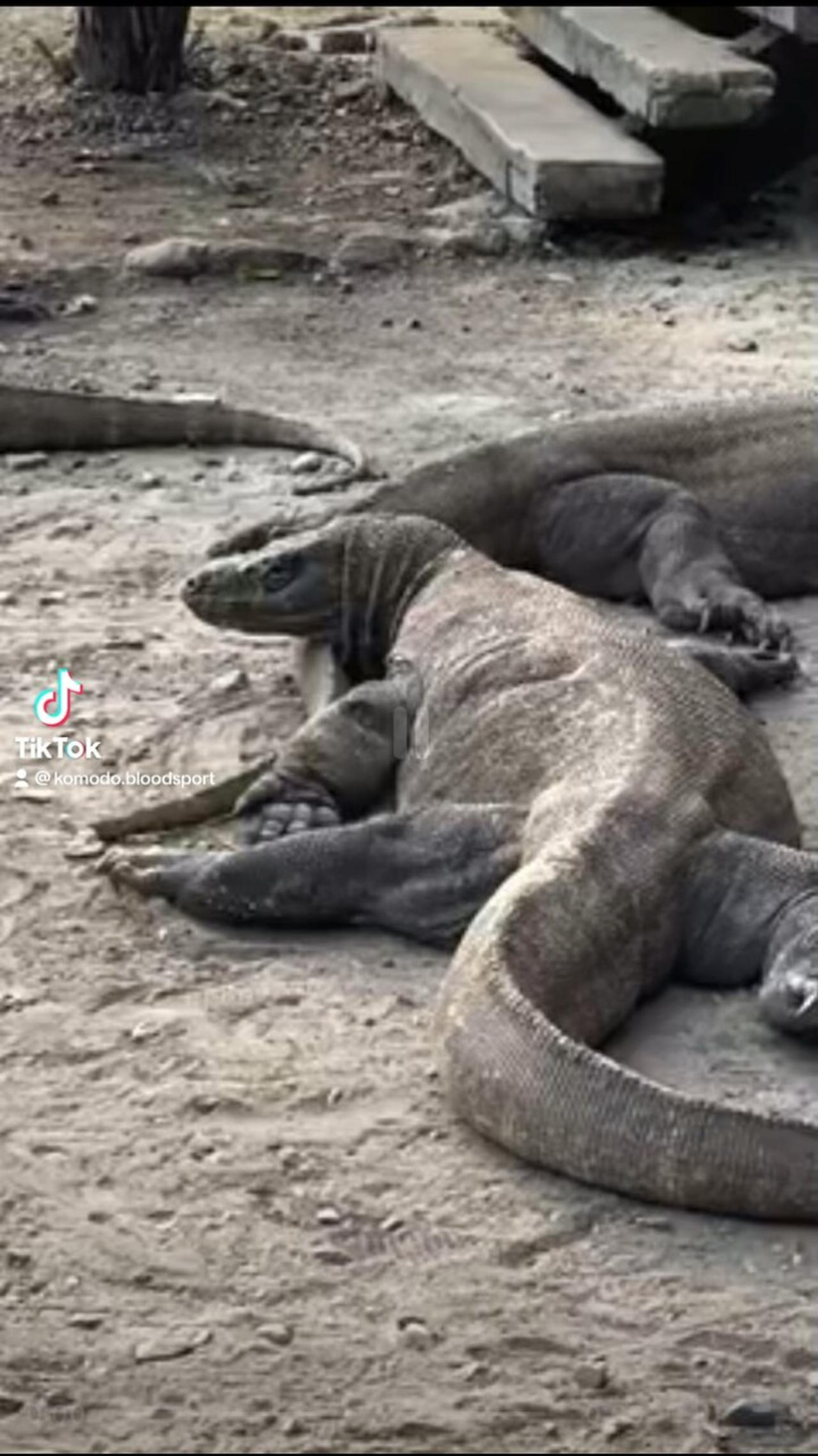 The Largest Lizard in the World - One News Page VIDEO