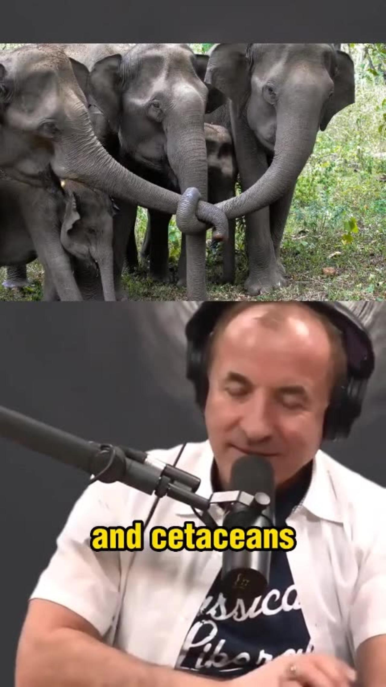 Joe Rogan & Michael Shermer - One News Page VIDEO