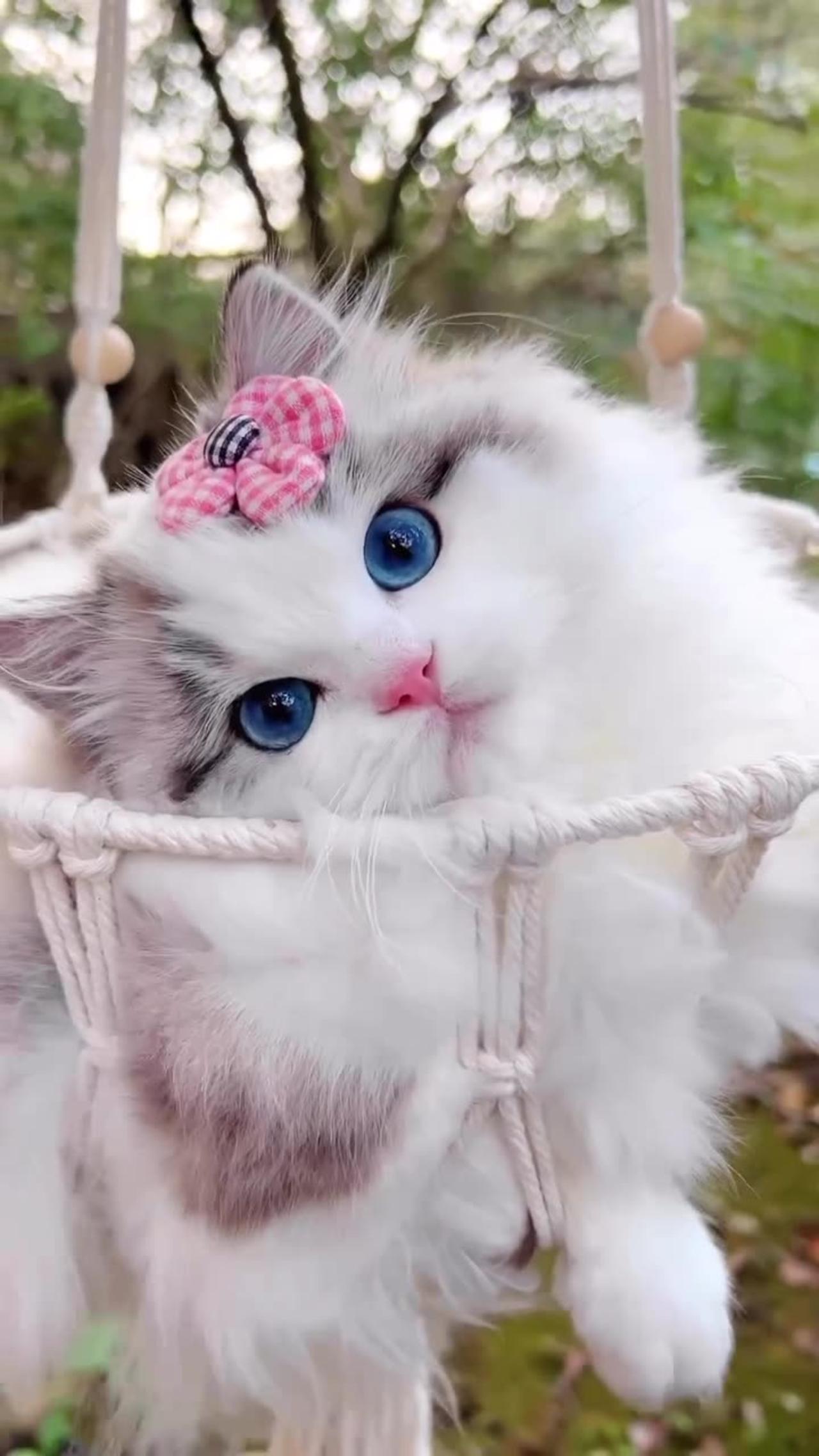 Princess kitty - One News Page VIDEO