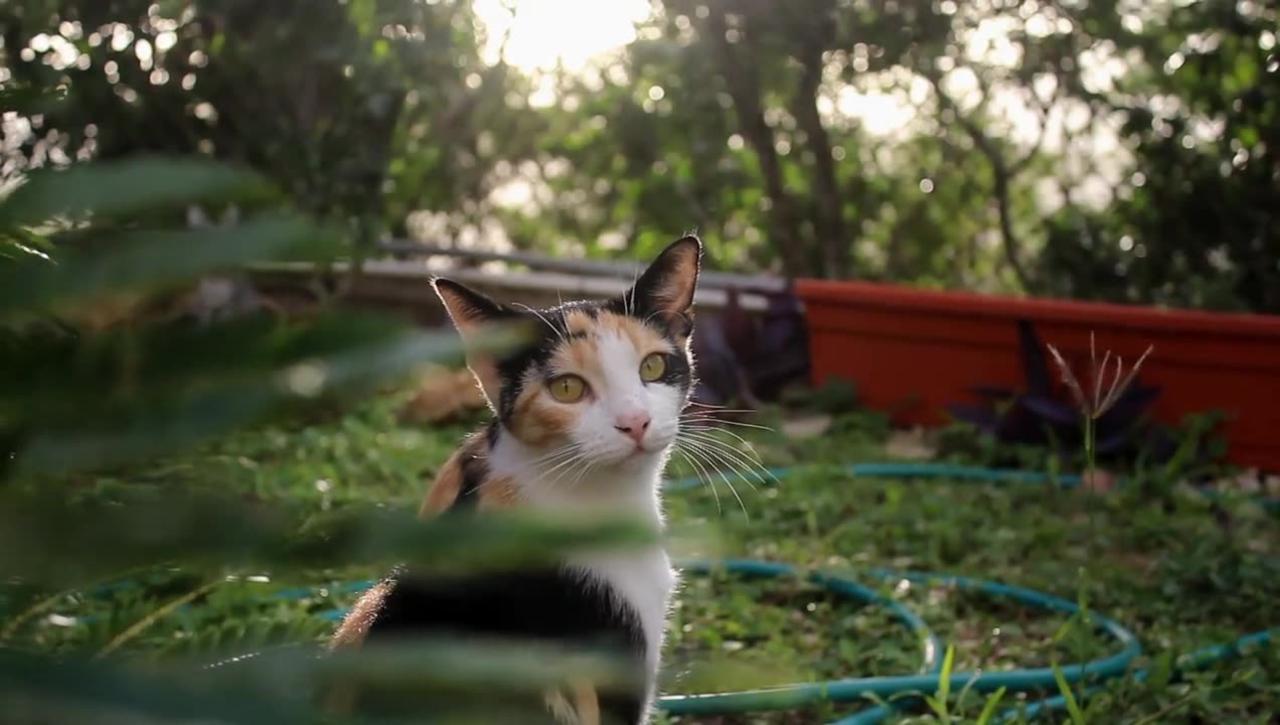 Innocent Cat - One News Page VIDEO