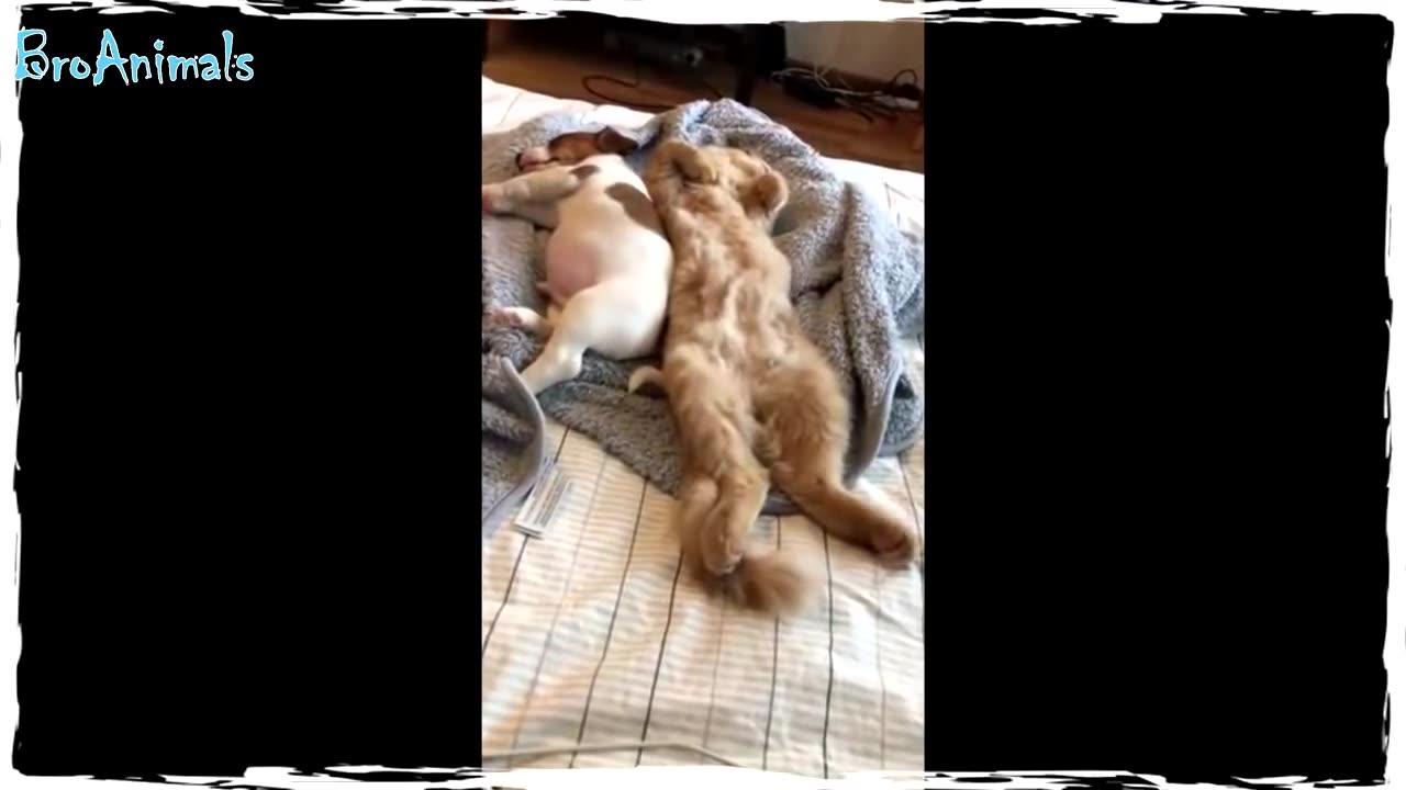 The funniest cats videos.Part 2 - One News Page VIDEO