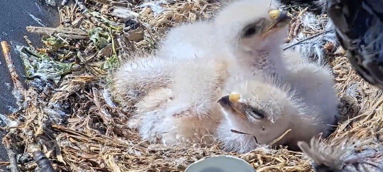 Adorable baby goshawks are enjoying their - One News Page VIDEO
