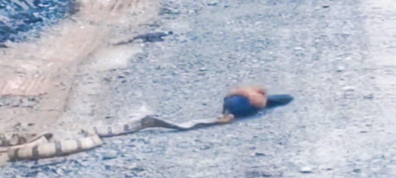 Two brown-winged cuckoos fighting a long snake - One News Page VIDEO