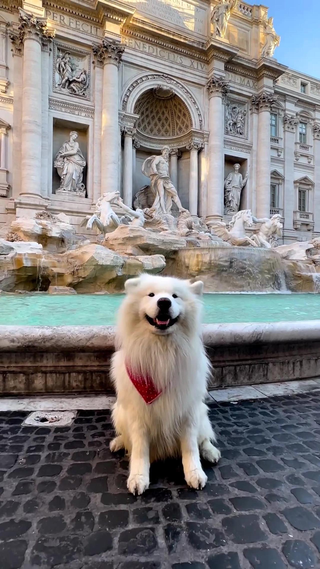 cute dog video must watch - One News Page VIDEO