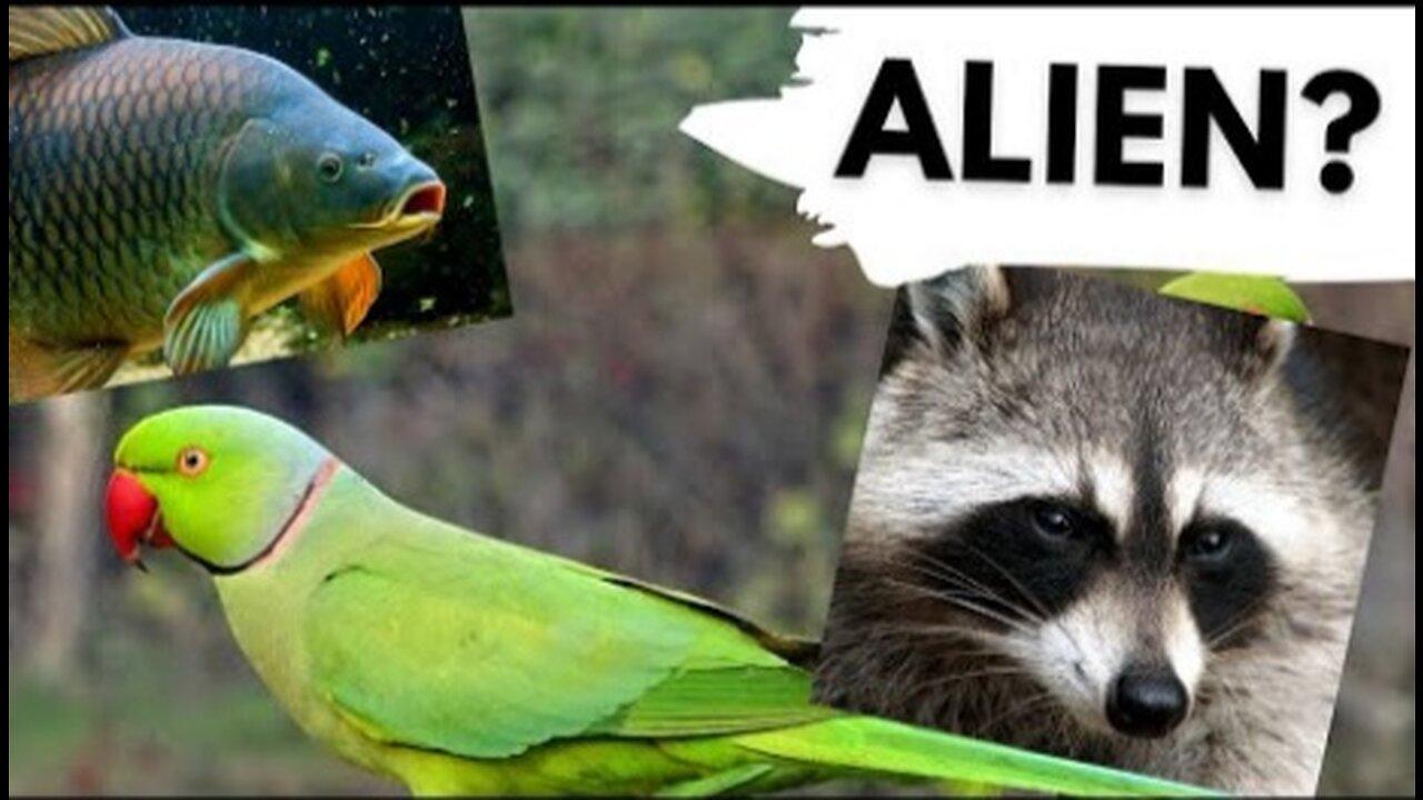 10 animals that should NOT be in the UK - - One News Page VIDEO