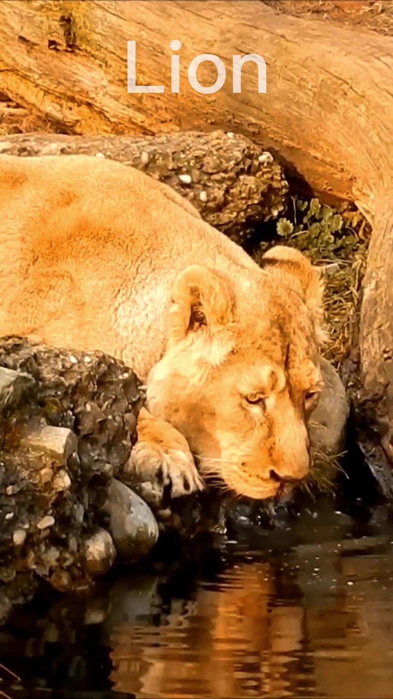 LION 4K CINEMATIC VIDEO WITH RELAXING MUSIC #4k - One News Page VIDEO