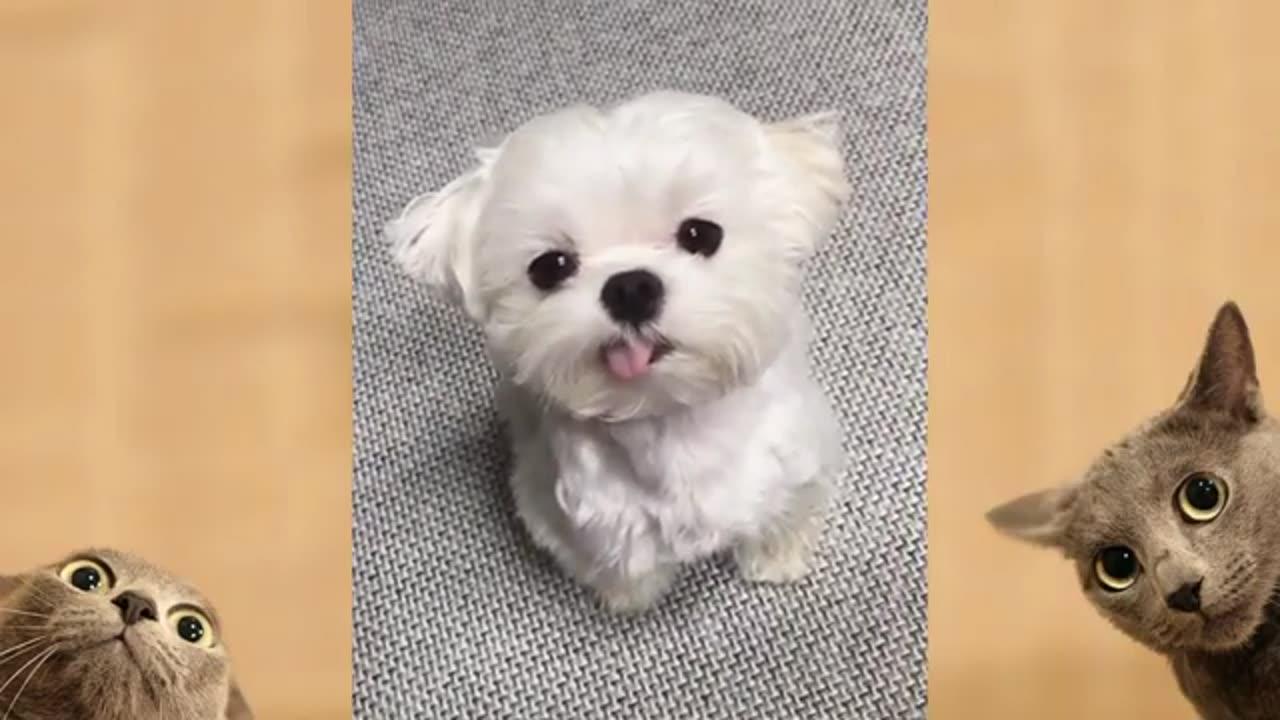 Funniest cat and dogs 🐕 - One News Page VIDEO