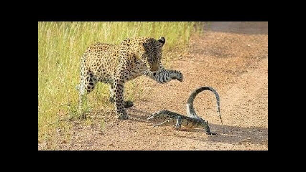 Leopard vs Monitor Lizard Real Fight - Hungry - One News Page VIDEO