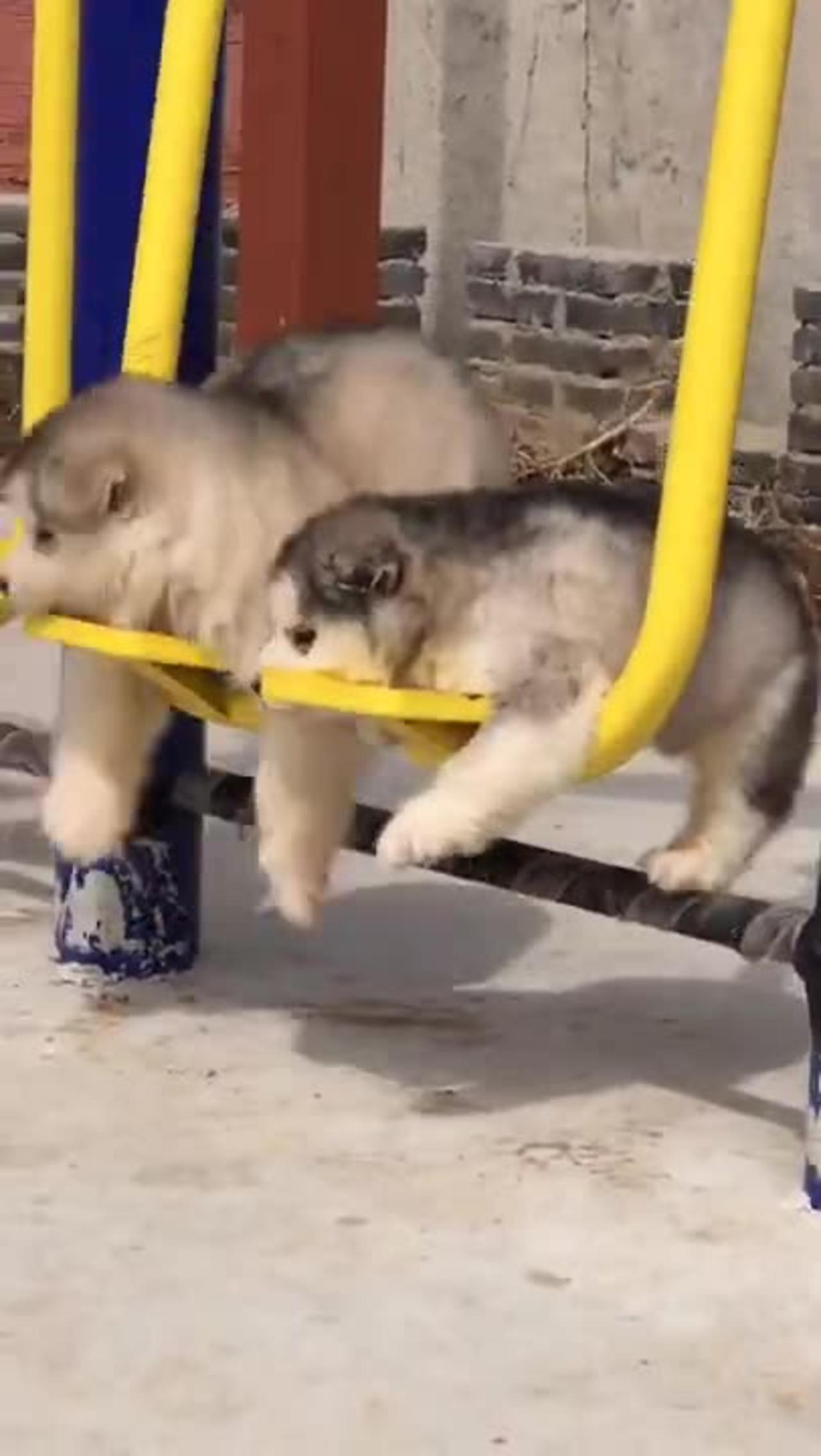 Short dogs 🐶 swing so cute 🥰 - One News Page VIDEO