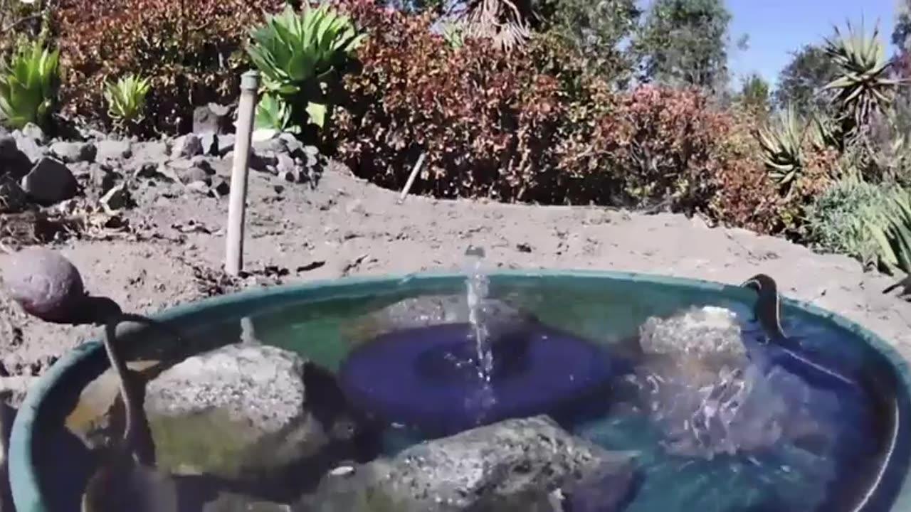 A Sweet Compilation of Animals Enjoying - One News Page VIDEO
