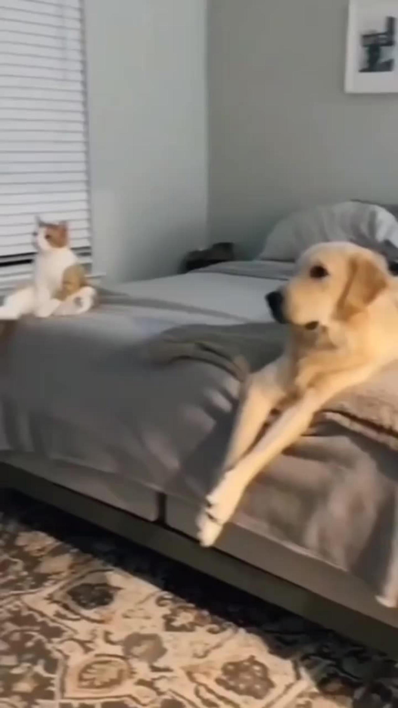 Cat&Dog watching T.V - One News Page VIDEO