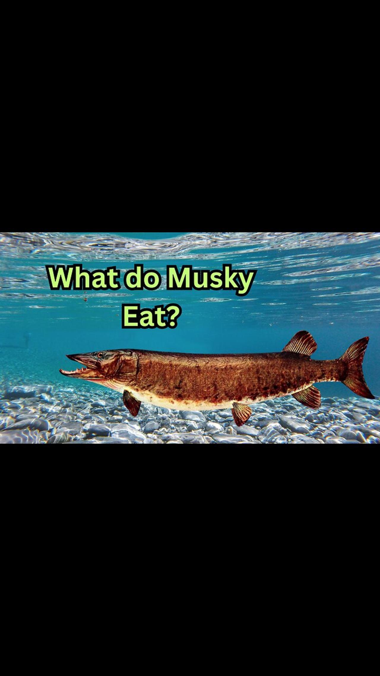 What do Musky Eat? - One News Page VIDEO