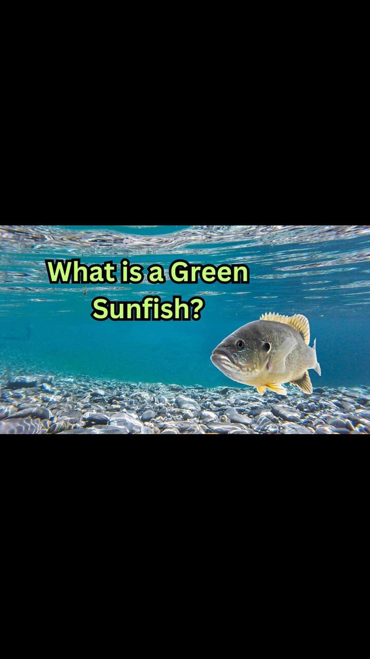 What is a Green Fish? - One News Page VIDEO