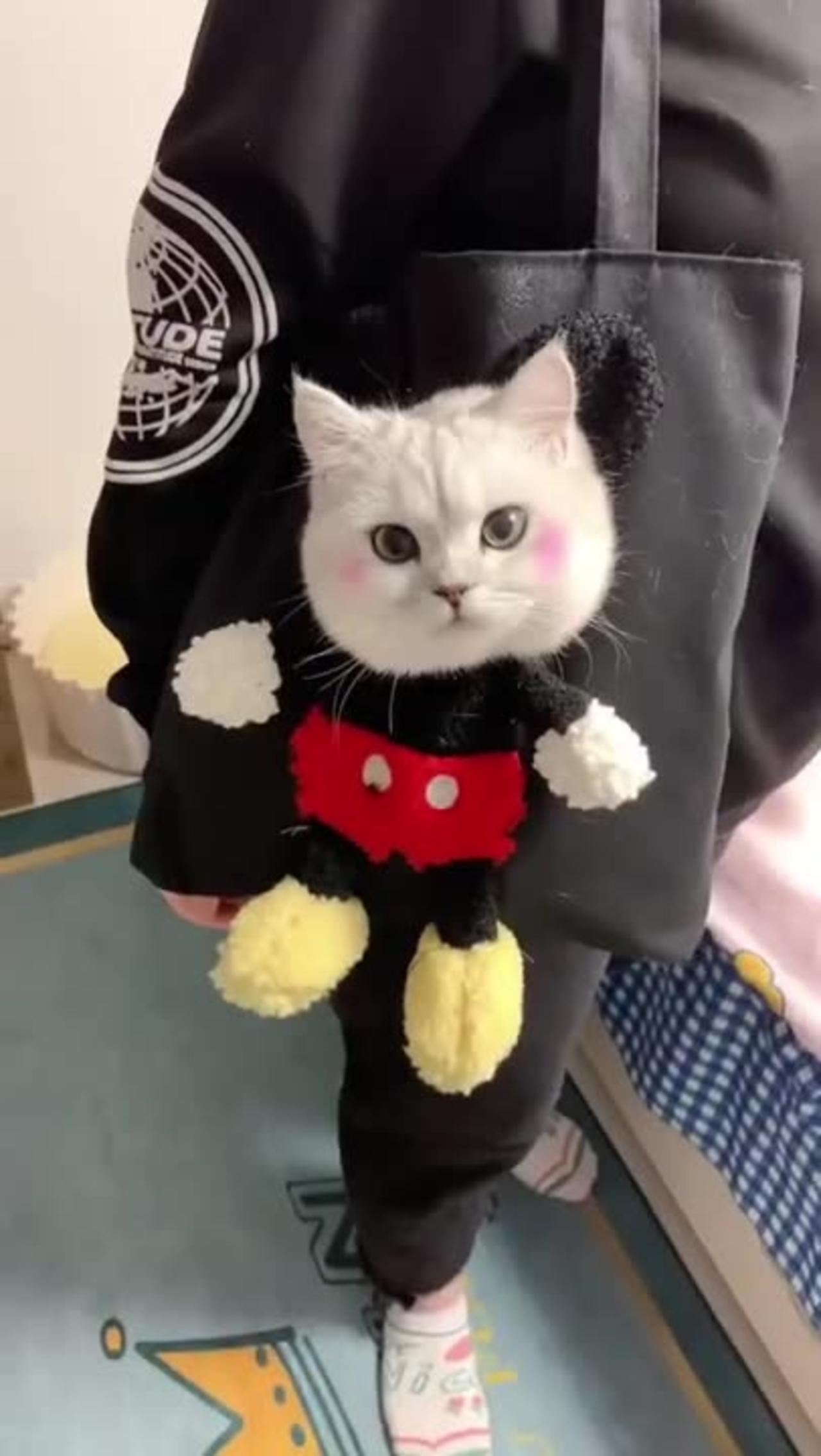 Baby Cats - Cute and Funny Cat Videos - One News Page VIDEO