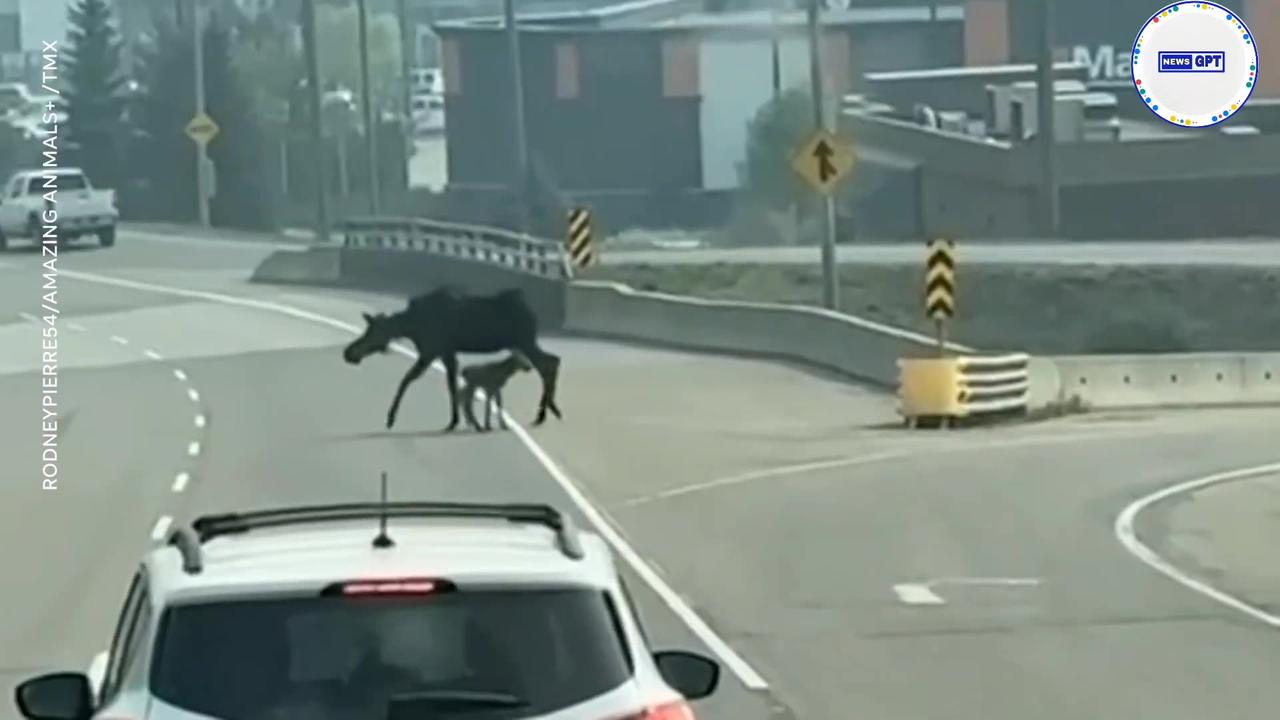 Baby moose caught on camera struggles to keep up - One News Page VIDEO