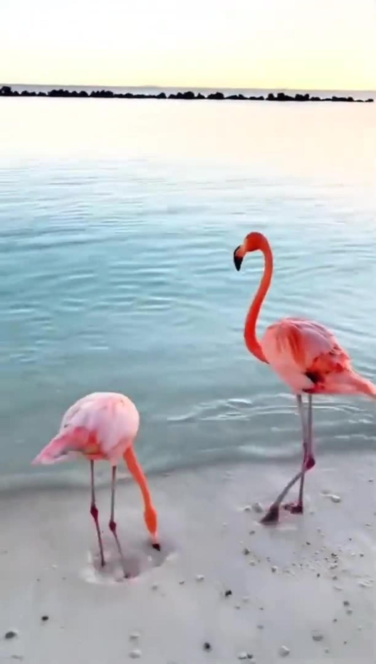 Discover the World of Beautiful Birds: A Visual - One News Page VIDEO