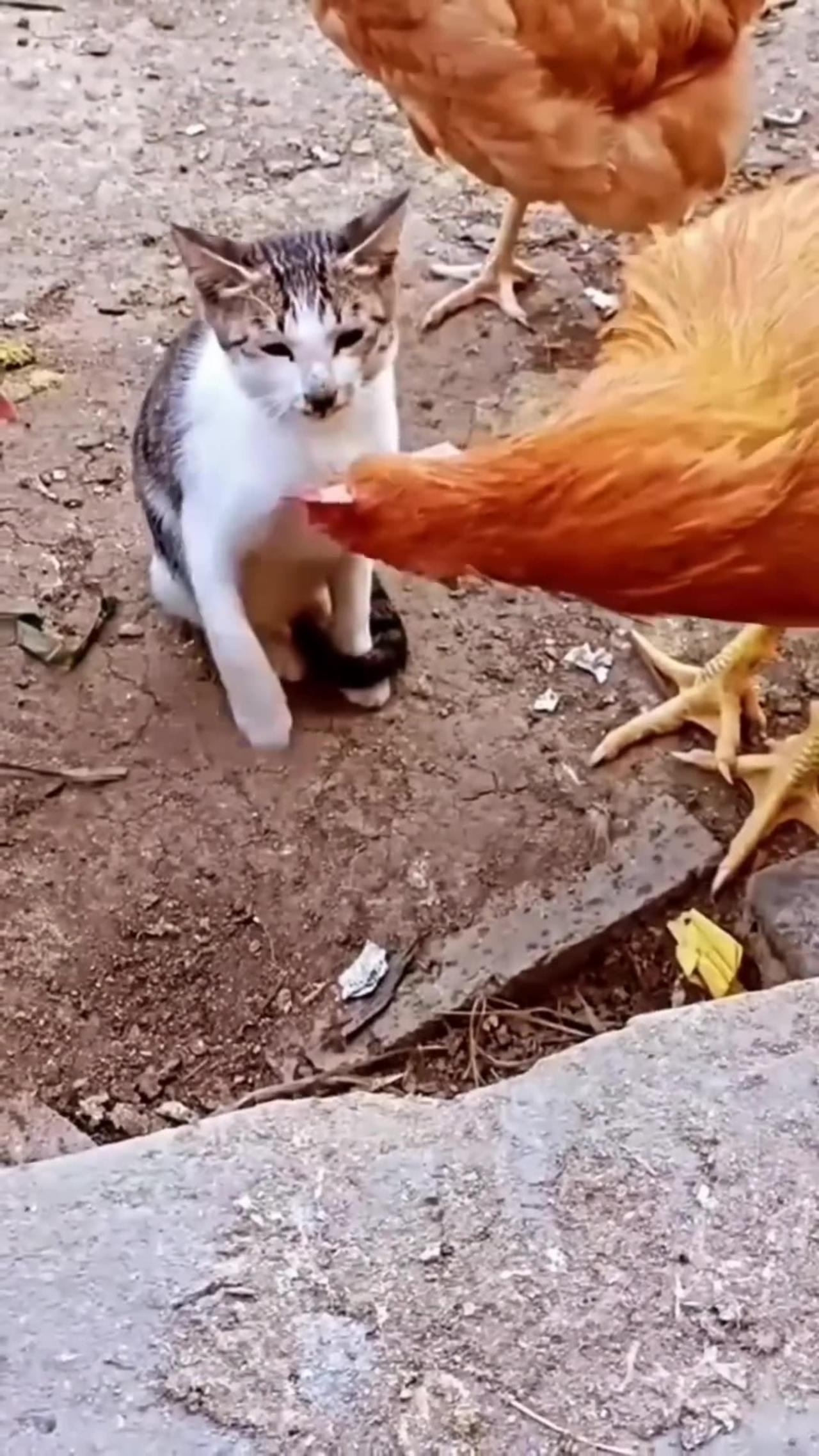 Kucing vs Ayam: Tonton Yang Terjadi Selanjutnya - One News Page VIDEO