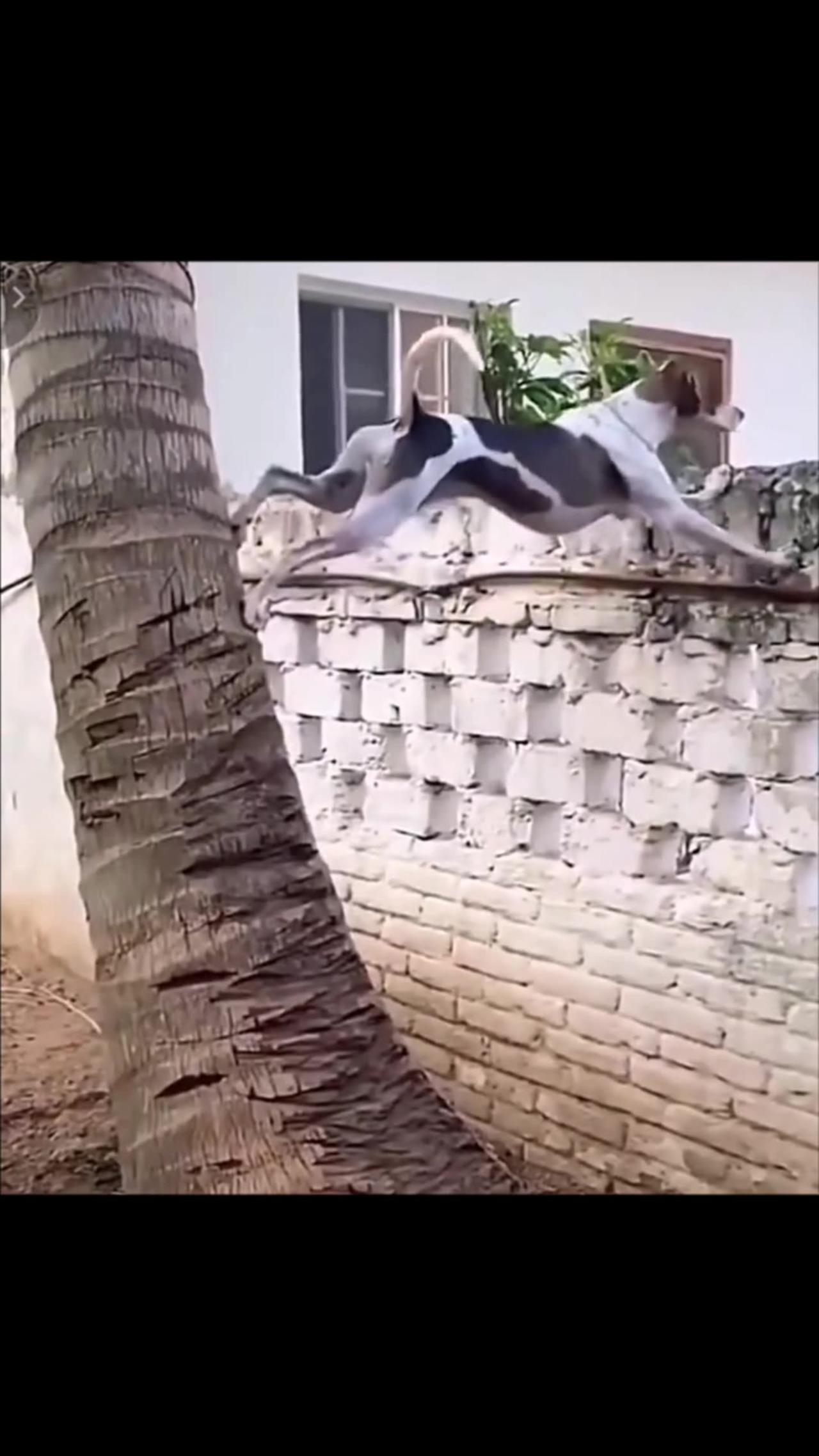 The stupid behavior of pets makes people laugh - One News Page VIDEO