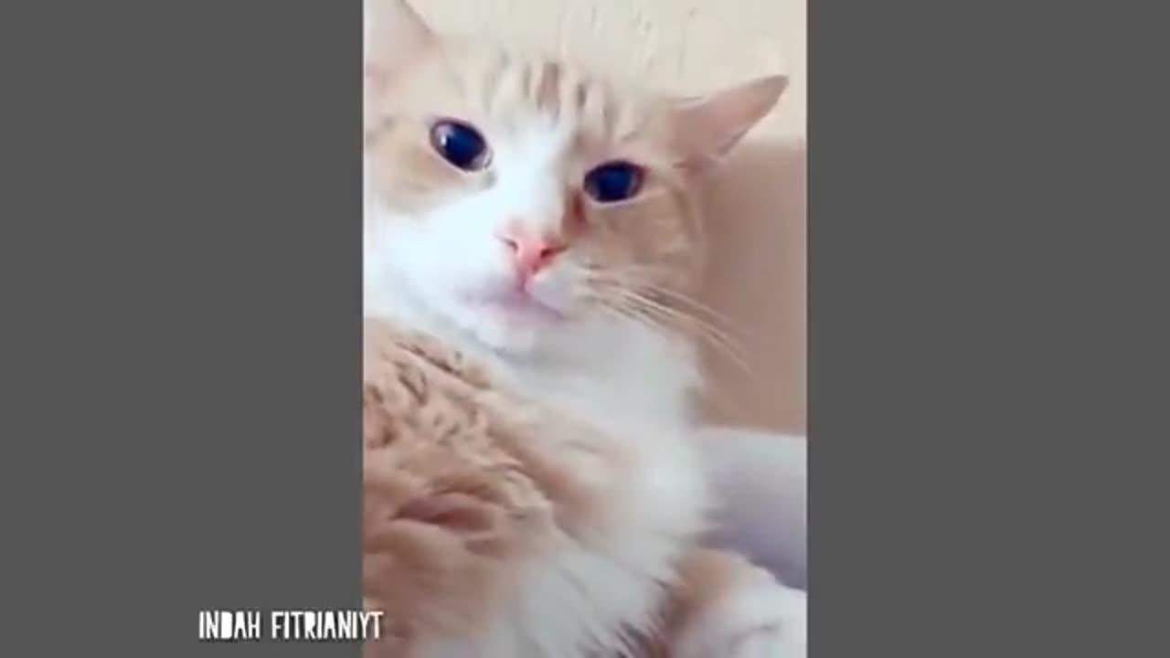 "Kucing dan Manusia: Hubungan Istimewa yang - One News Page VIDEO