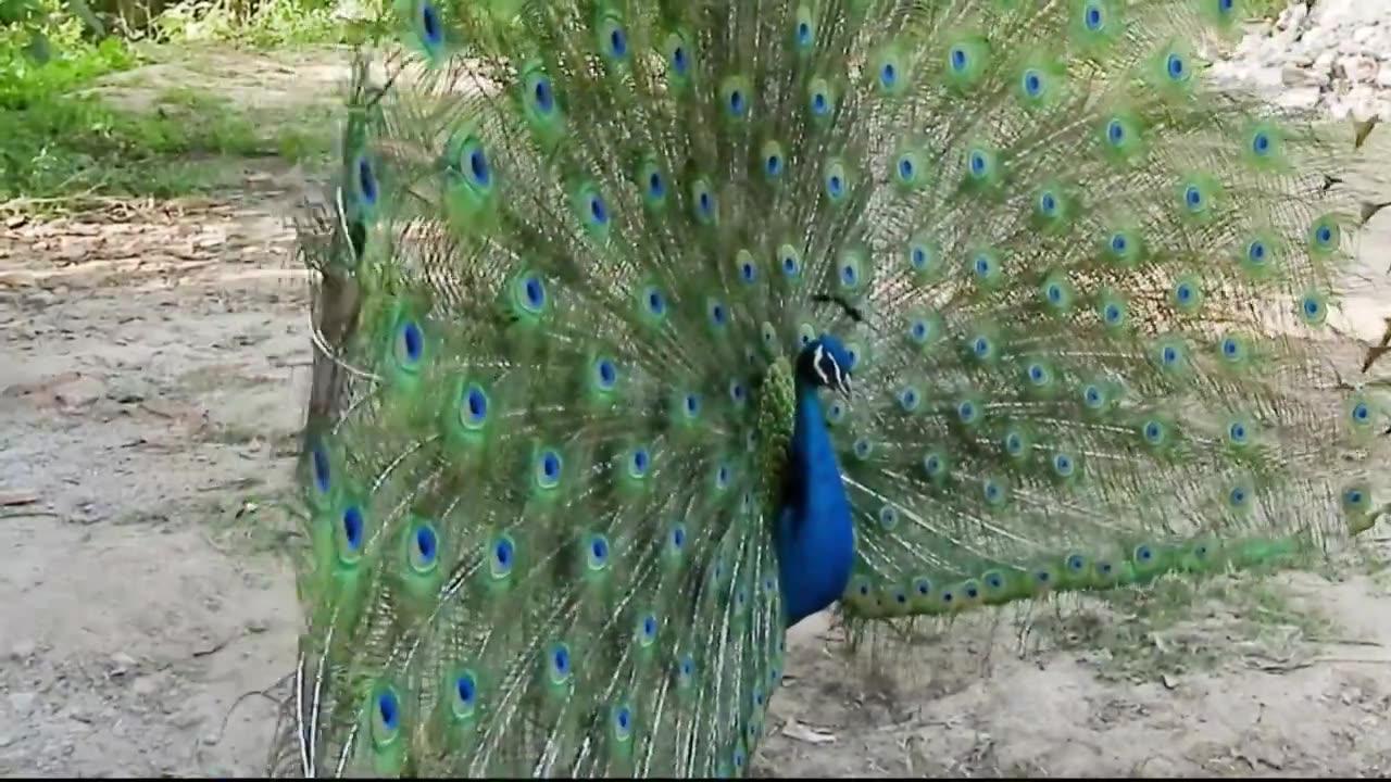 How a Peacock creates sound in open feathers to - One News Page VIDEO