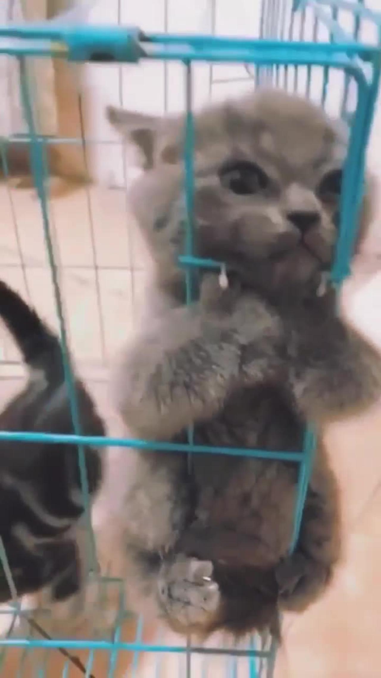 Funny videos 🤣 - One News Page VIDEO