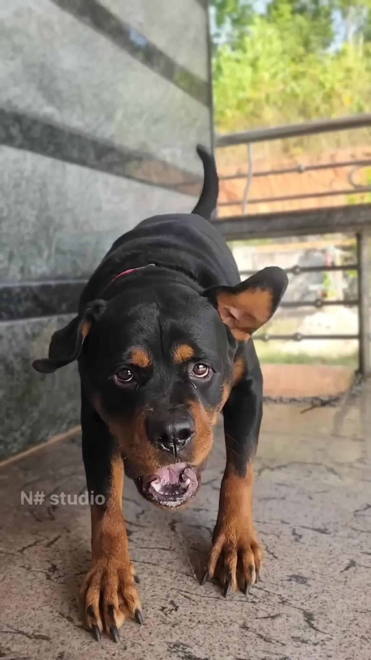 Angry Rottweiler🔥😡 - One News Page VIDEO