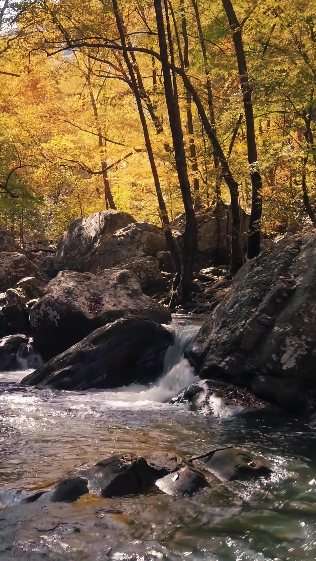 Beautiful forest - One News Page VIDEO