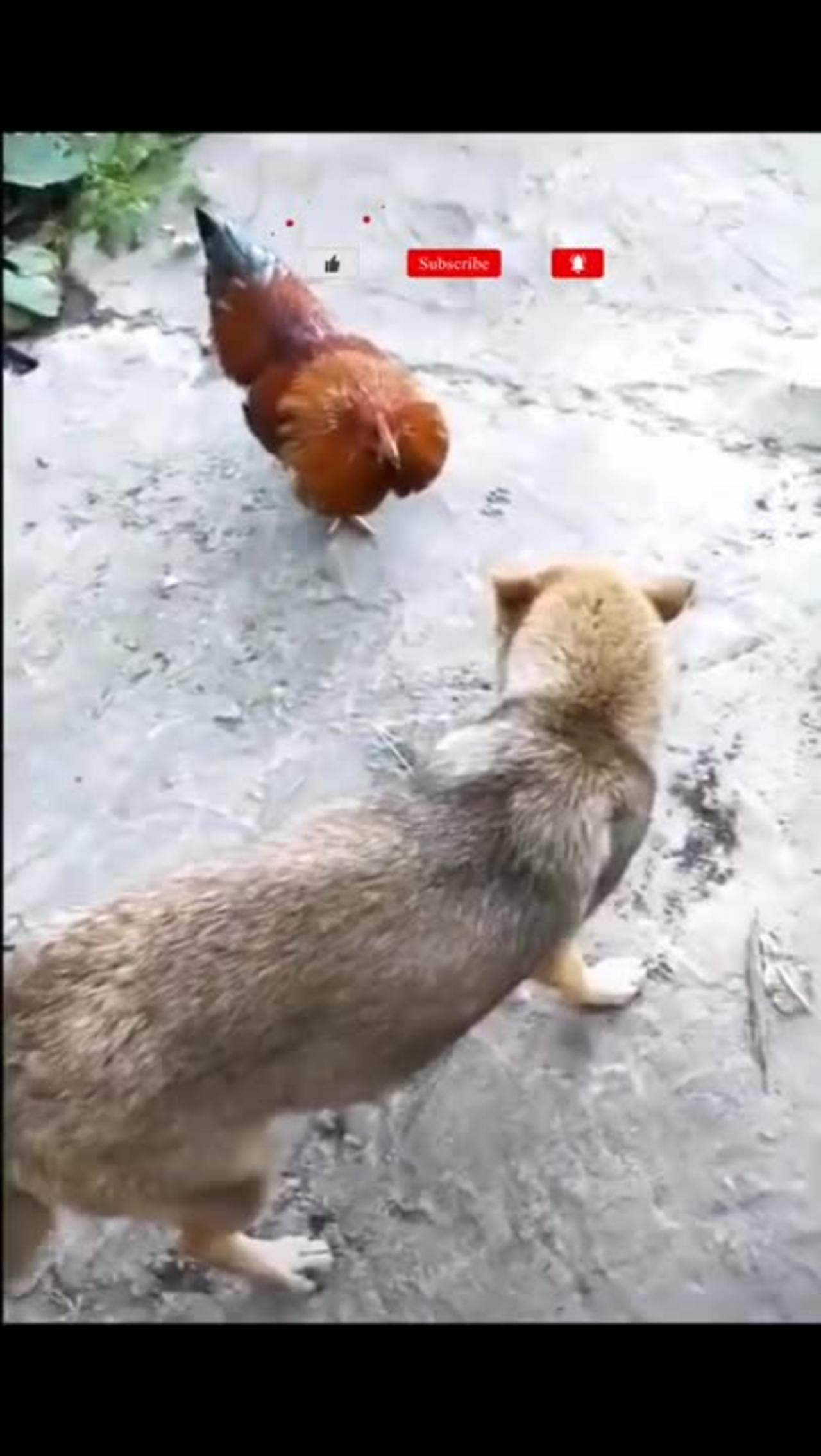 Dog Vs Chicken fight vedio - One News Page VIDEO