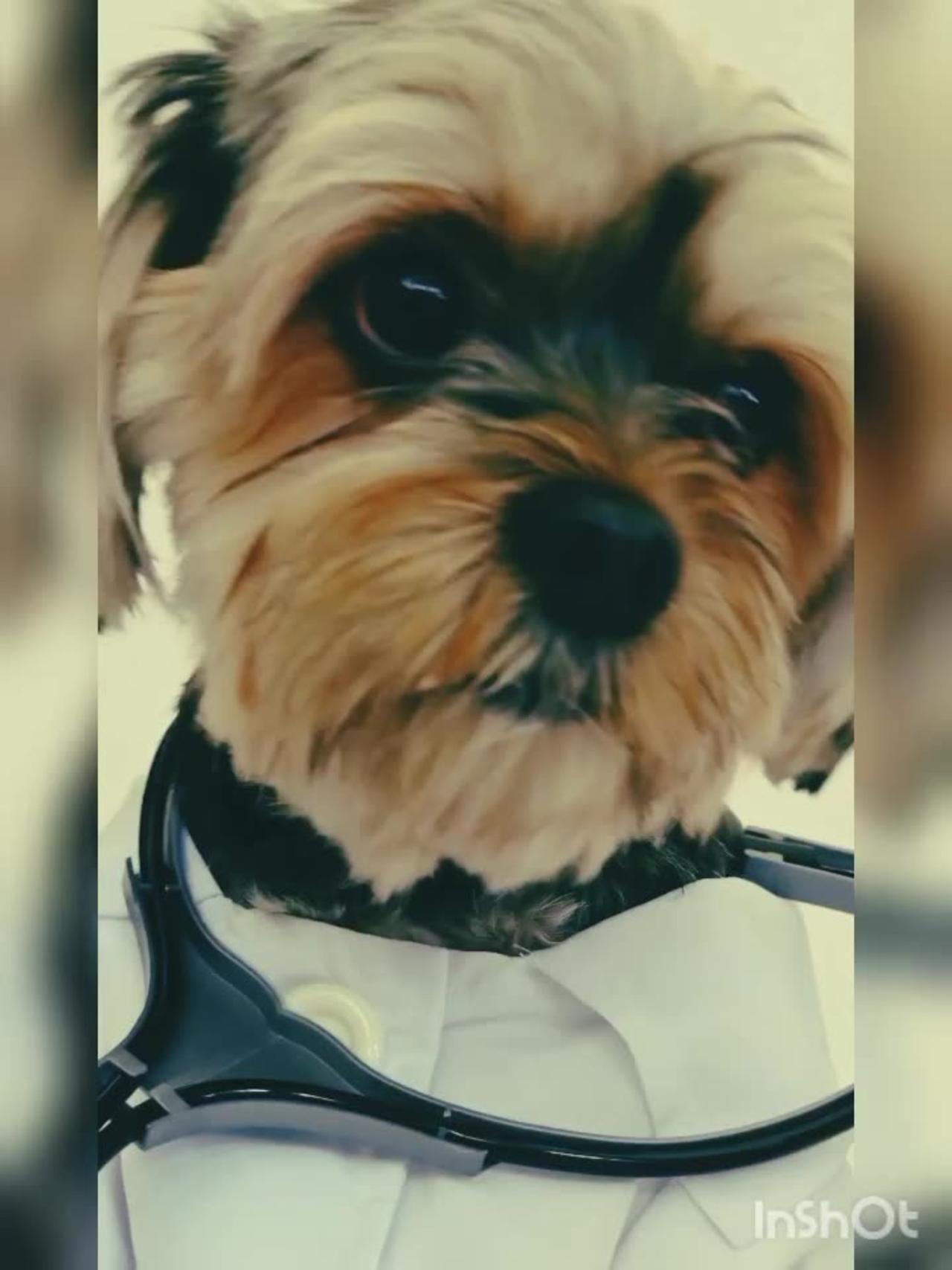 cute pets - One News Page VIDEO