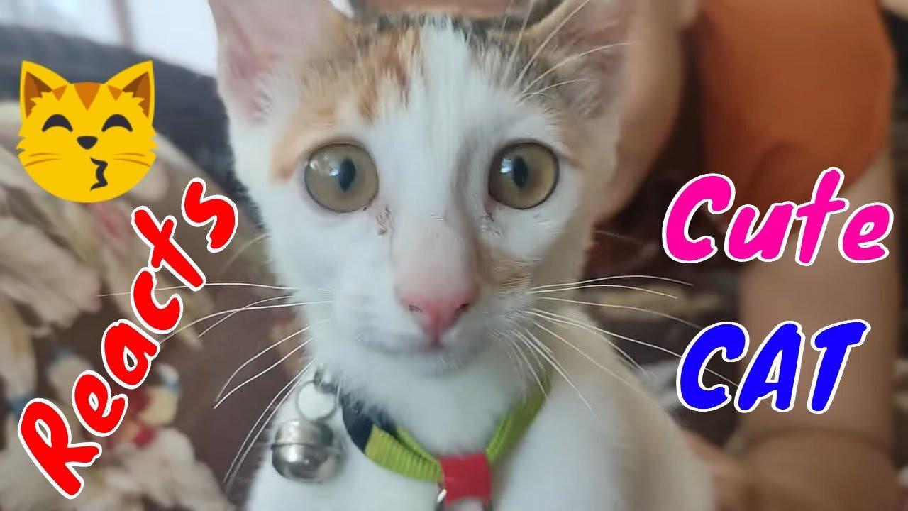 How Cat Reacts When Seeing Stranger 1st Time - - One News Page VIDEO
