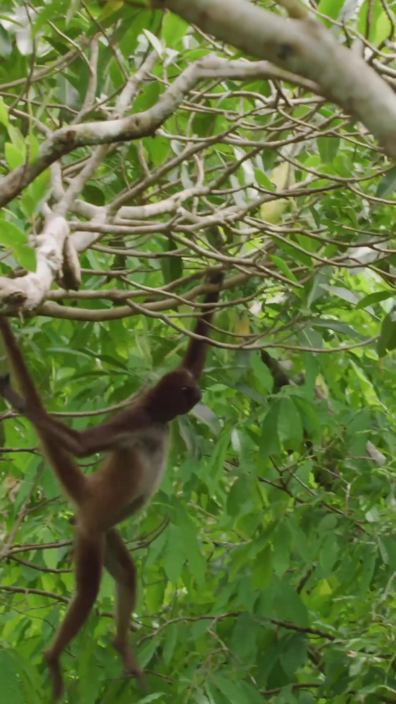 Monkey jumping on tree 🌴 - One News Page VIDEO