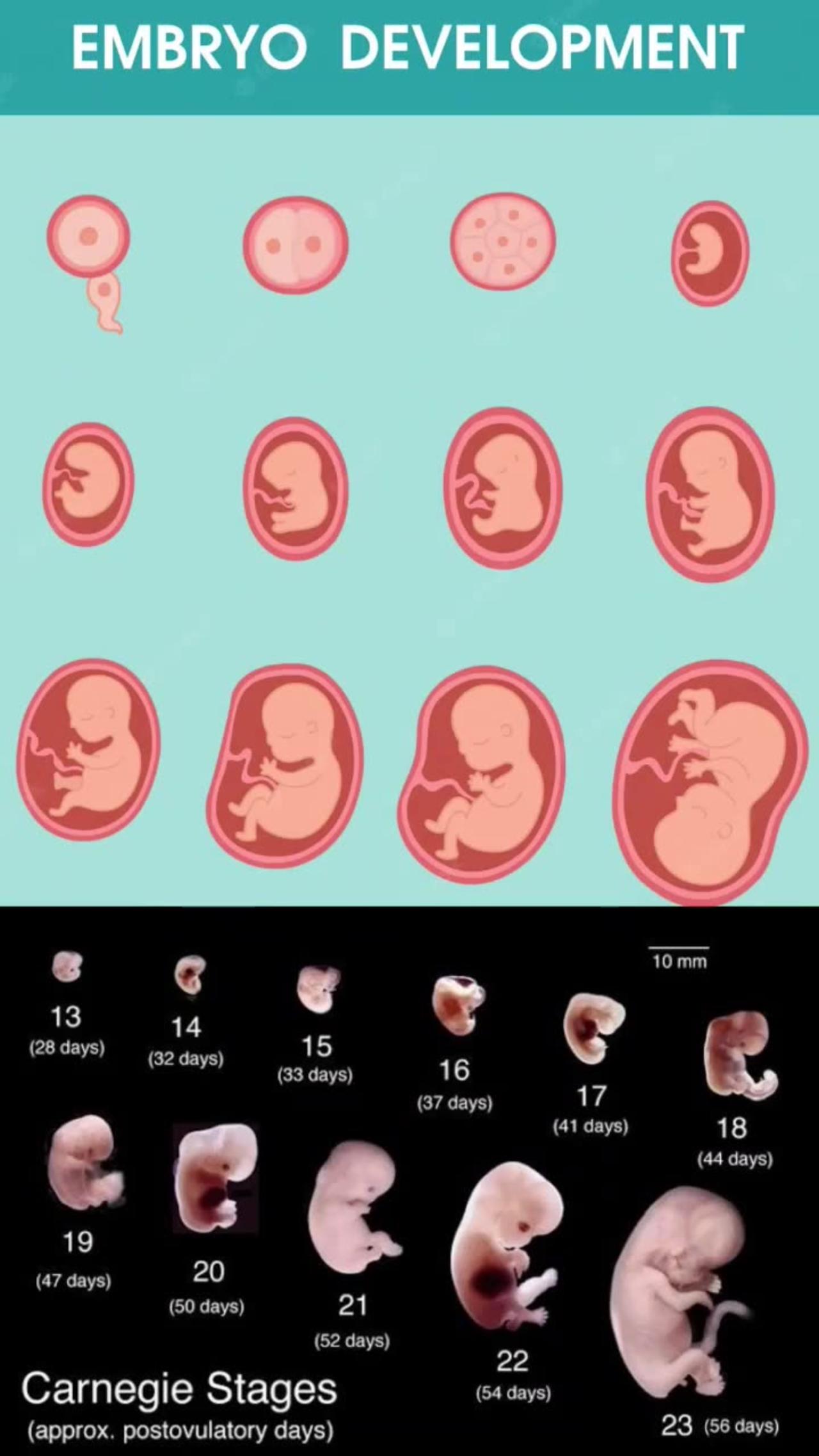 embryonic Development In Mother's Womb - One News Page VIDEO