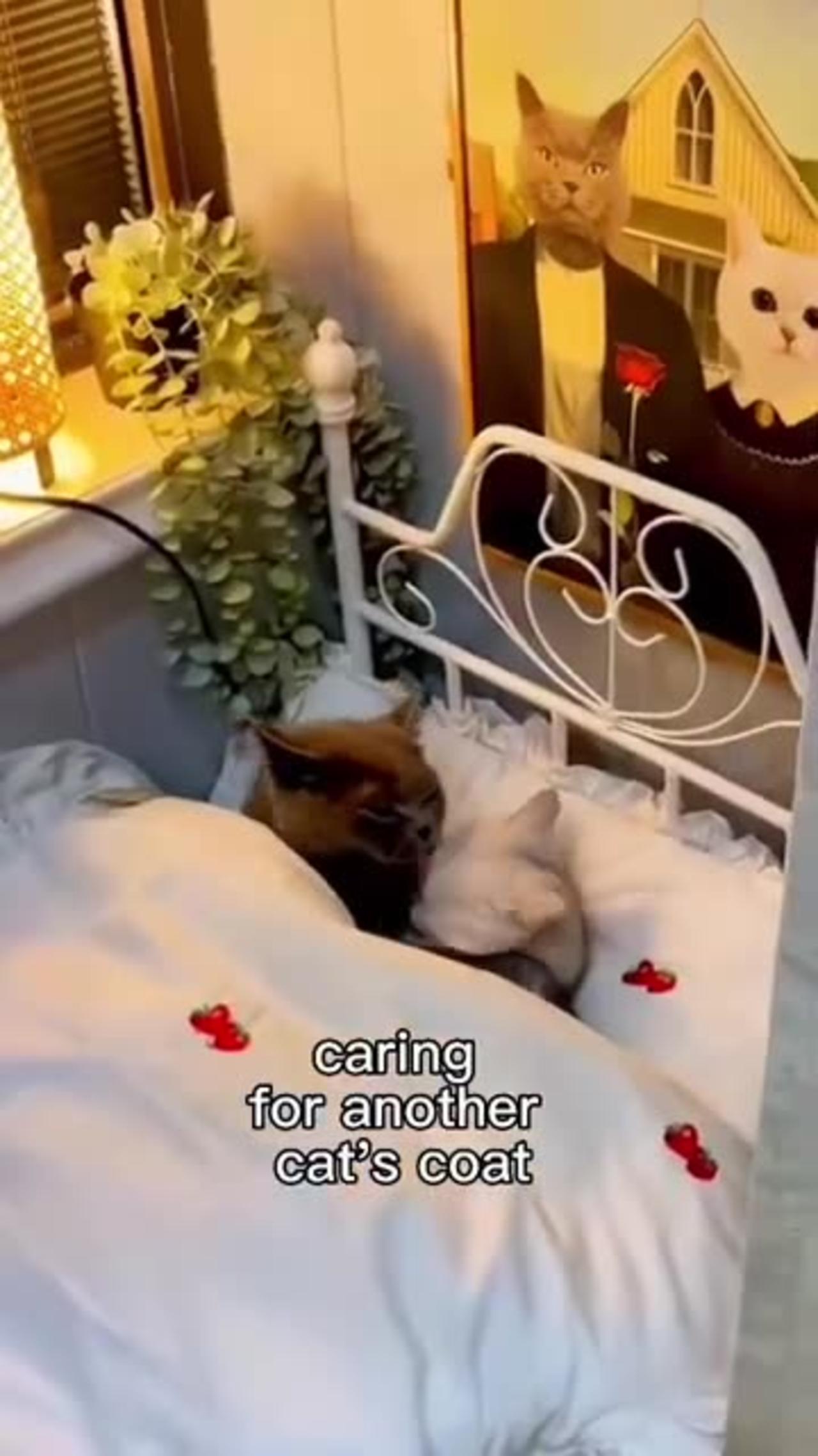 Why does cat click the owners hand or face - One News Page VIDEO