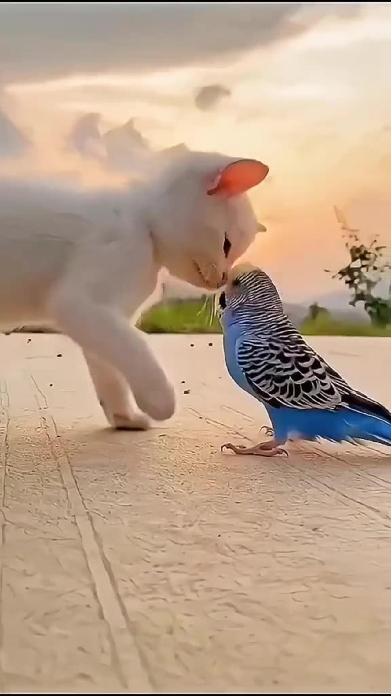#cute cat with birds# funny videos - One News Page VIDEO