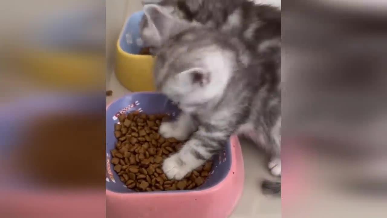 Funniest Cats And Dogs Videos - Best Funny - One News Page VIDEO