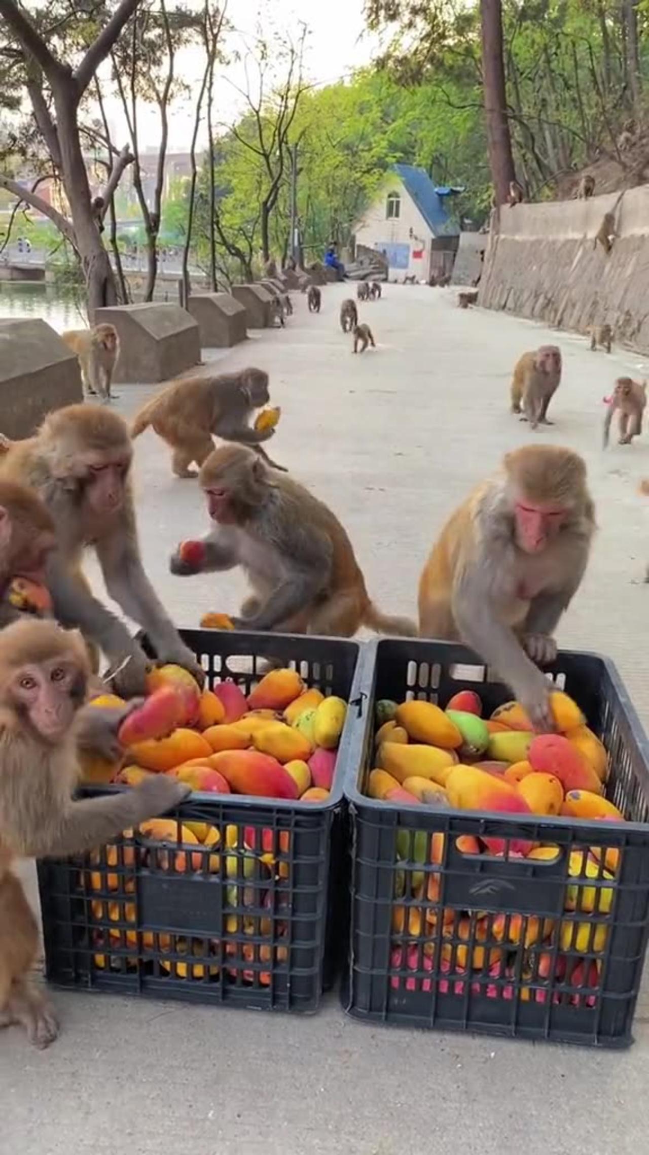 Monkeys are eating mangoes with - One News Page VIDEO