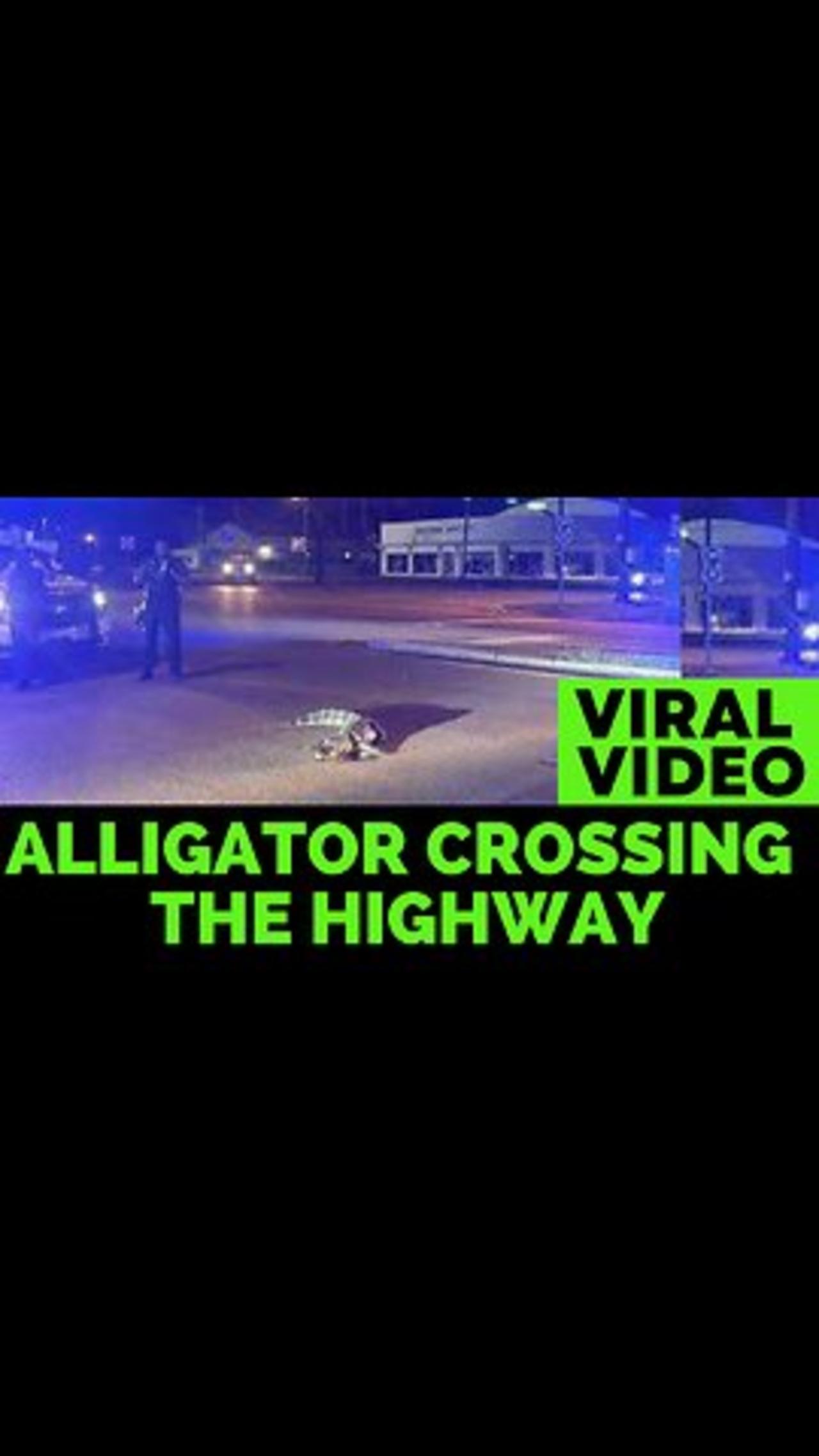 Viral Video | Alligator Crossing The Mississippi - One News Page VIDEO