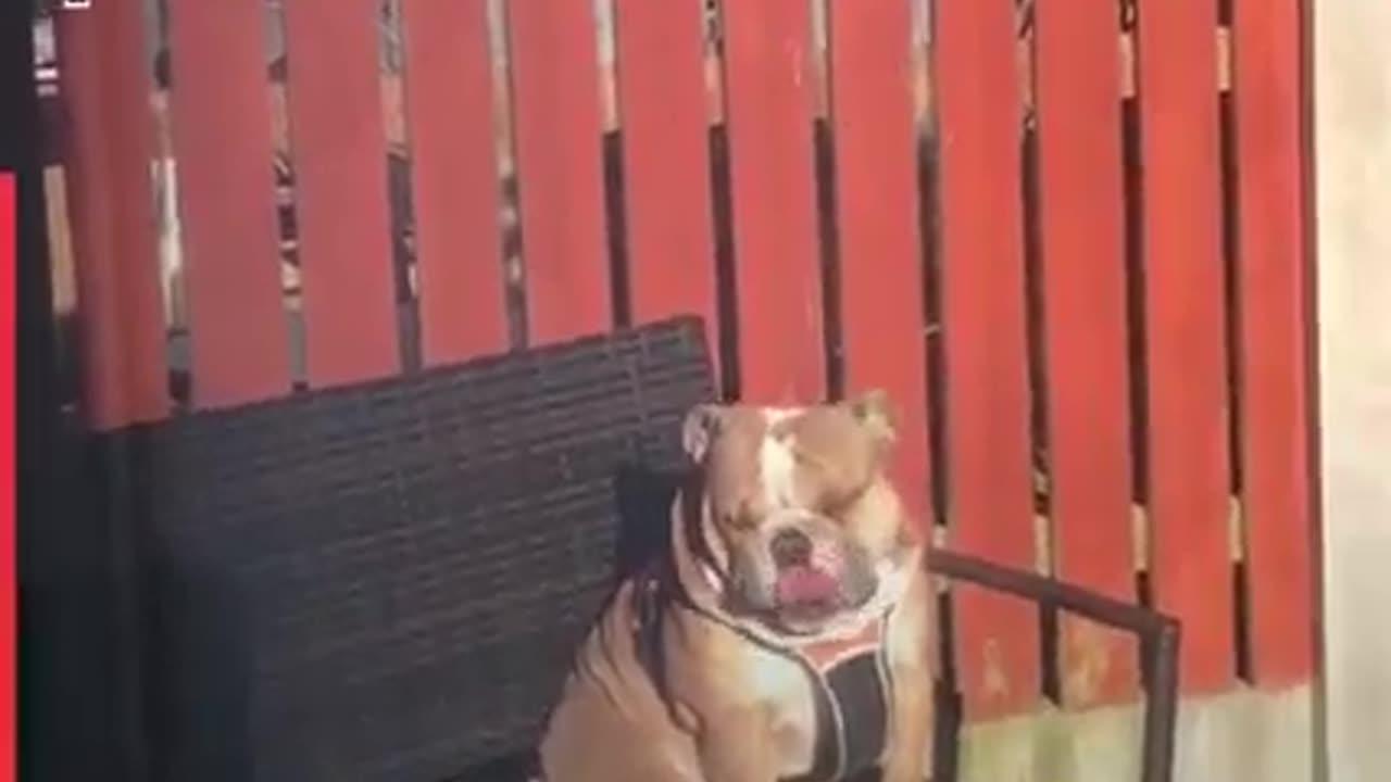 Funny dogs - One News Page VIDEO