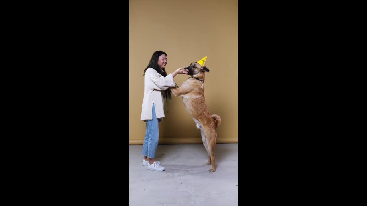 The Dog is as tall as the Lady _ Huge Dog - One News Page VIDEO