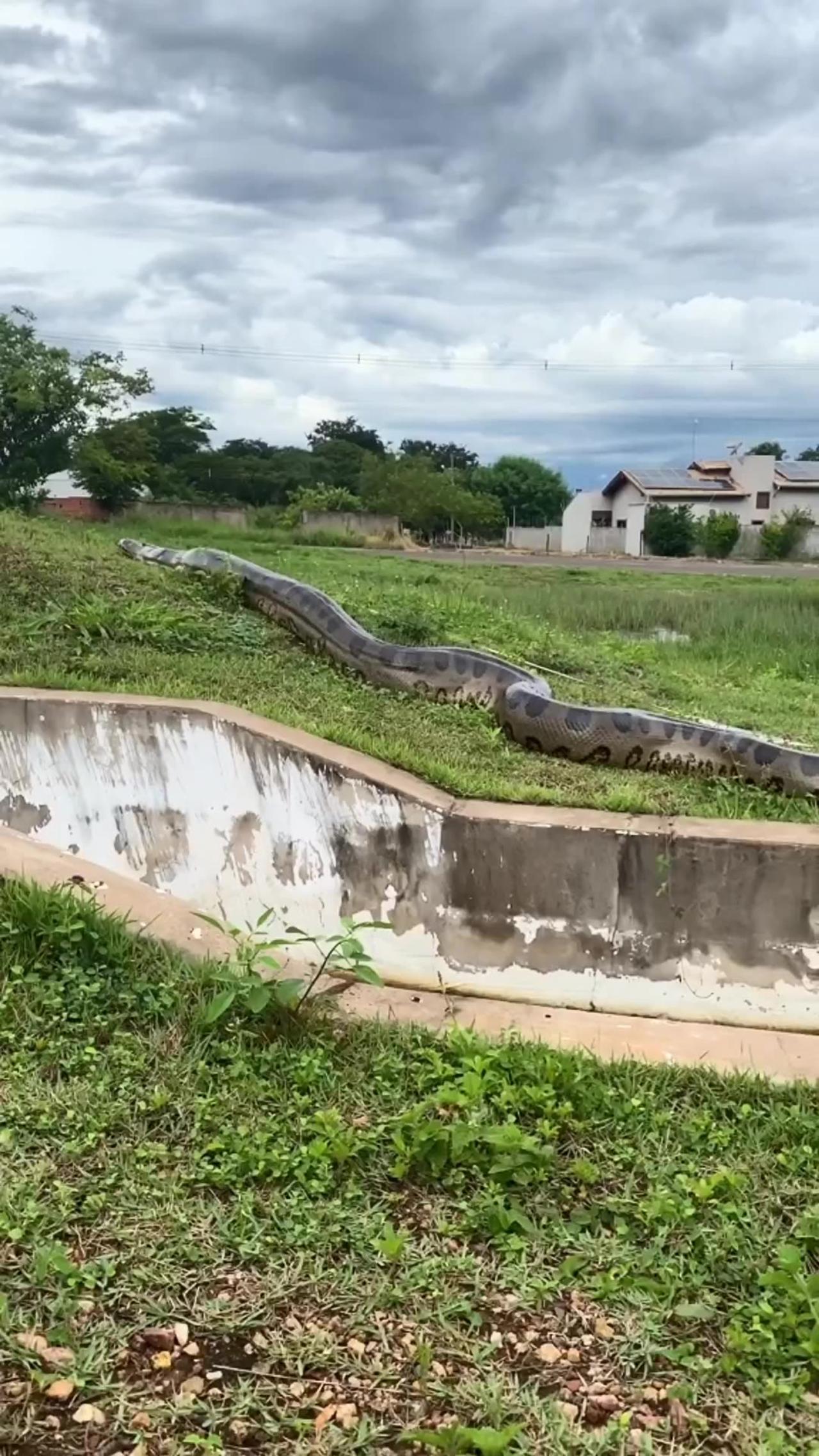 Giant anaconda in Brazil - One News Page VIDEO