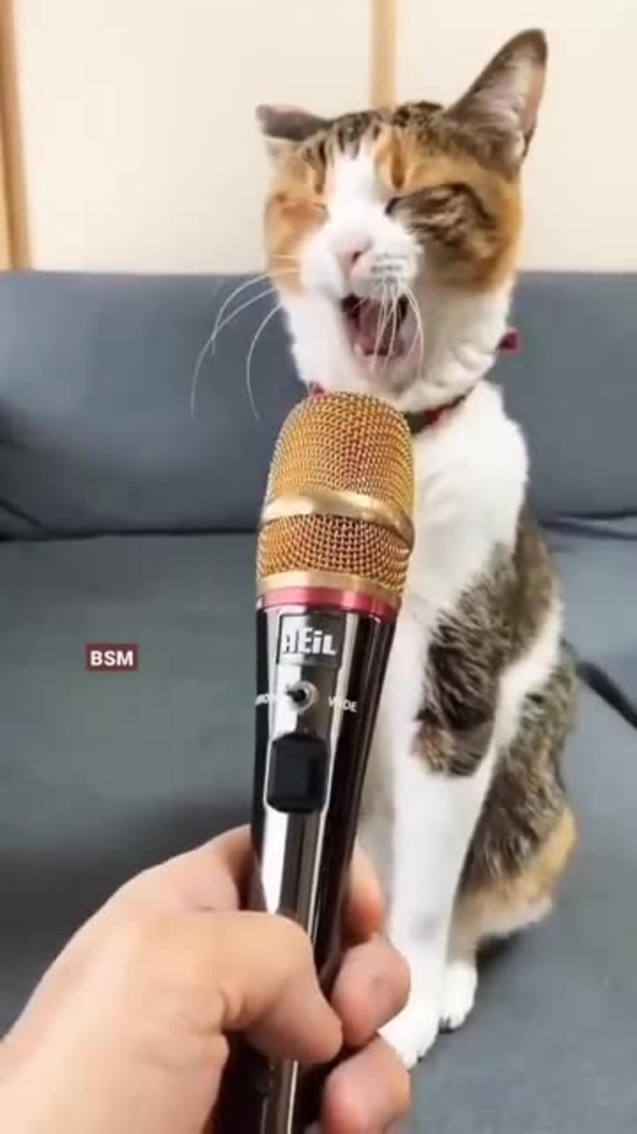 CAT SING A SONG - One News Page VIDEO