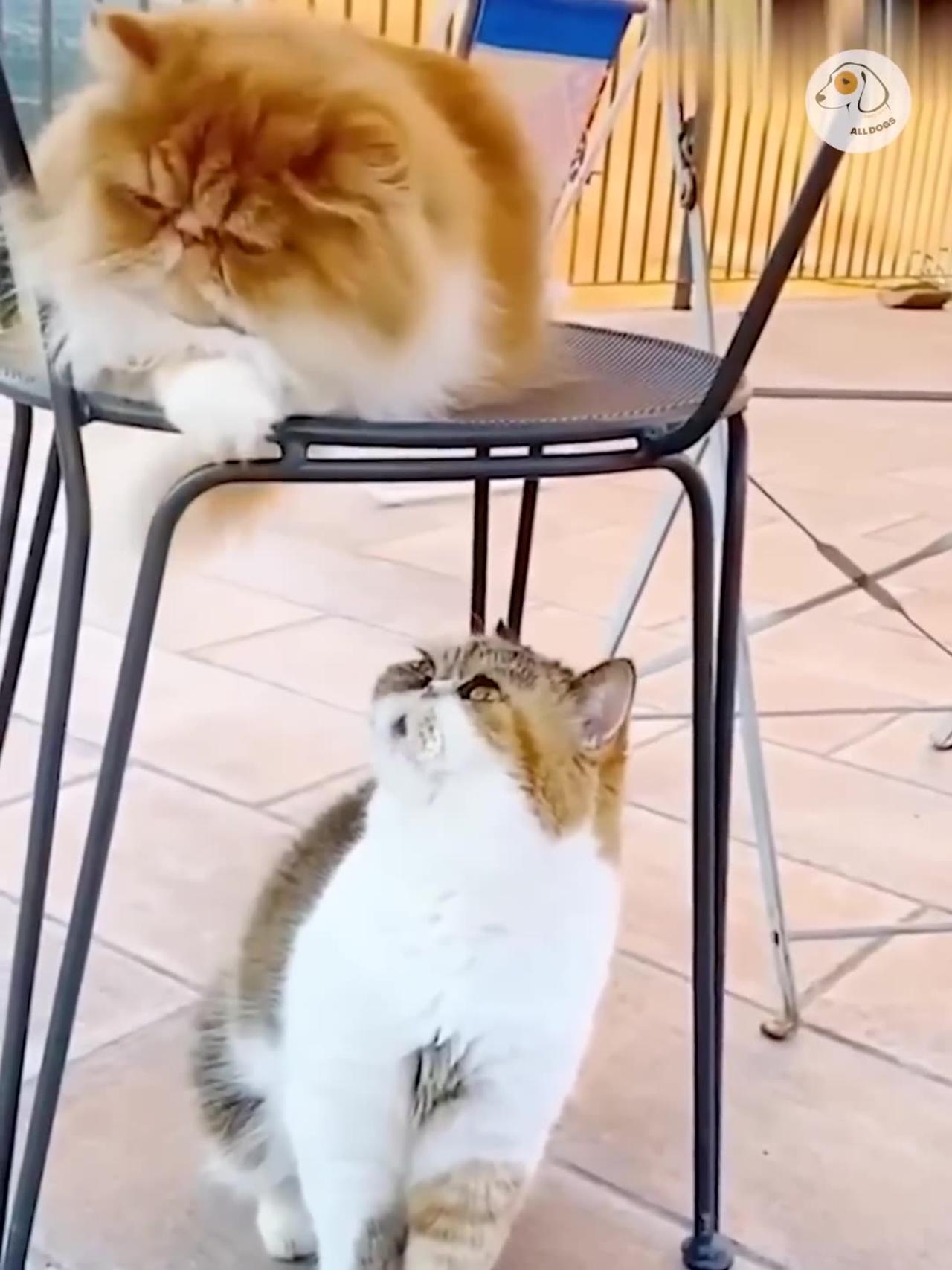 funny super dogs and cats reaction videos - One News Page VIDEO