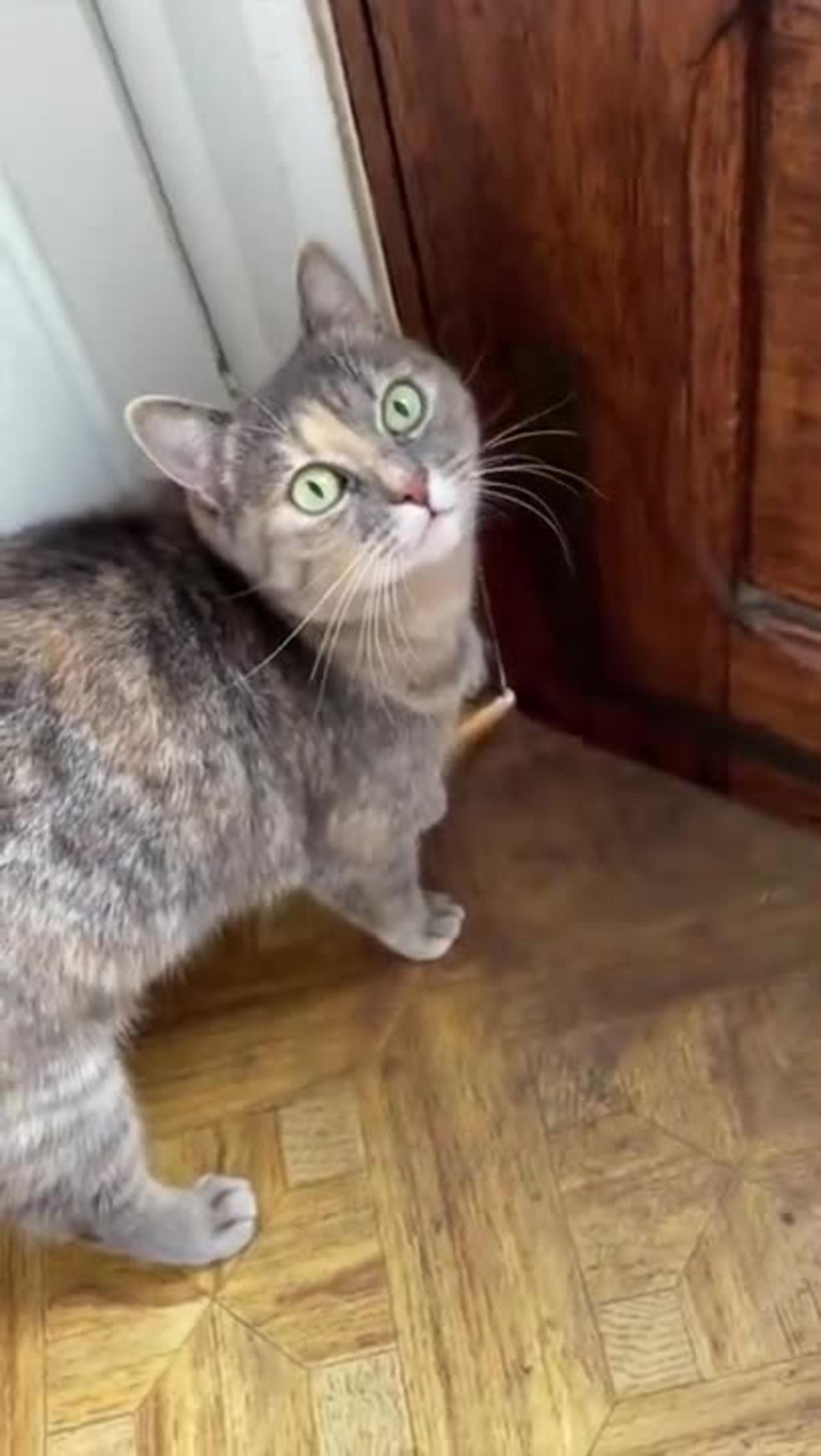 Mesmerizing Melodies: Summoning Cats with - One News Page VIDEO