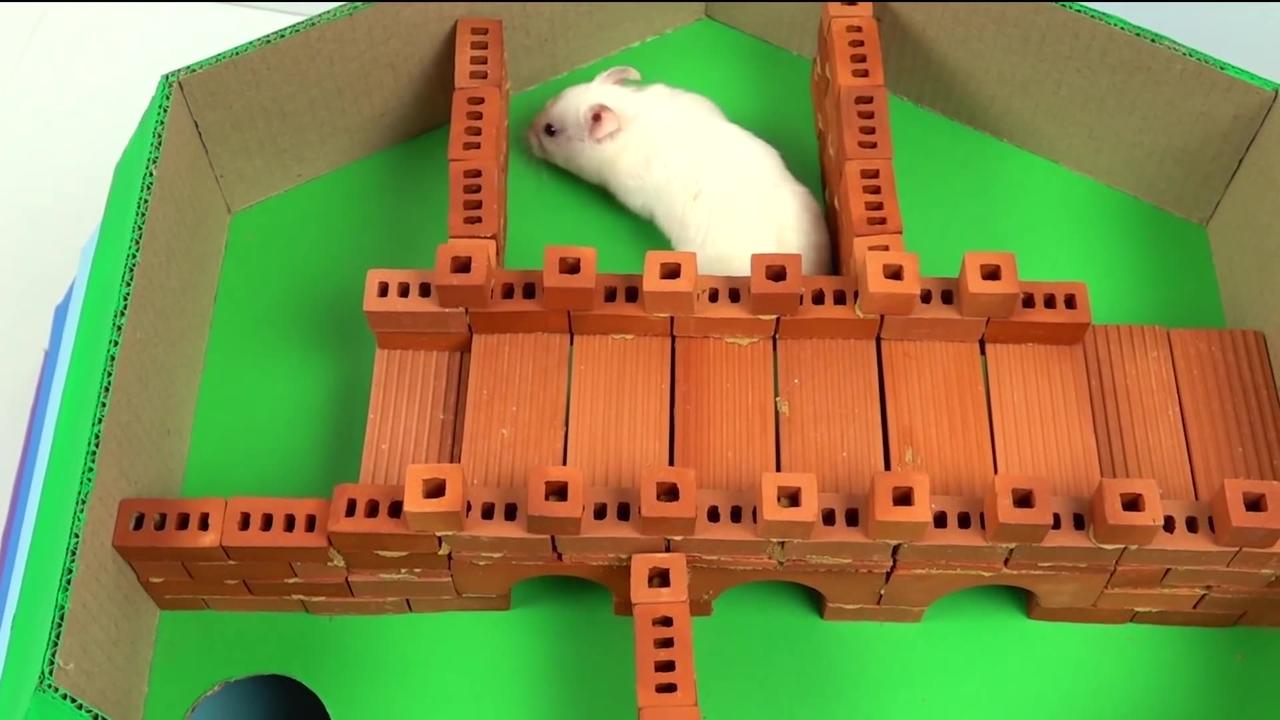Pool Maze for Hamster - Rainbow Pyramid Maze - One News Page VIDEO