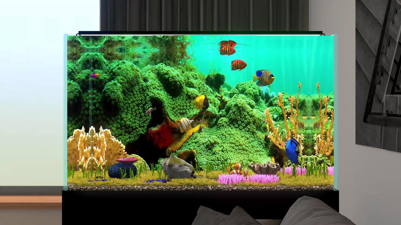 Zoey The White Lioness - Tropical Fish House EP - One News Page VIDEO