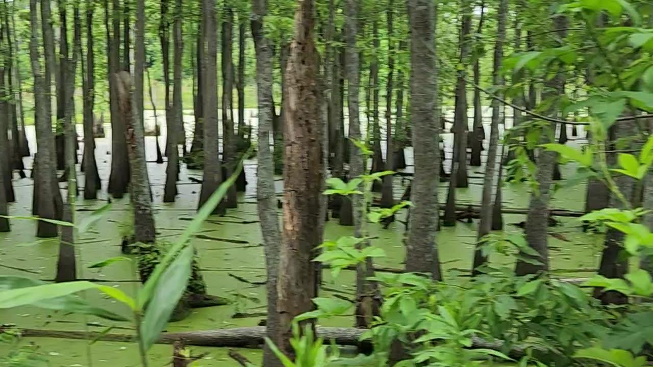 Just walking by wooded swamp pt 2 - One News Page VIDEO